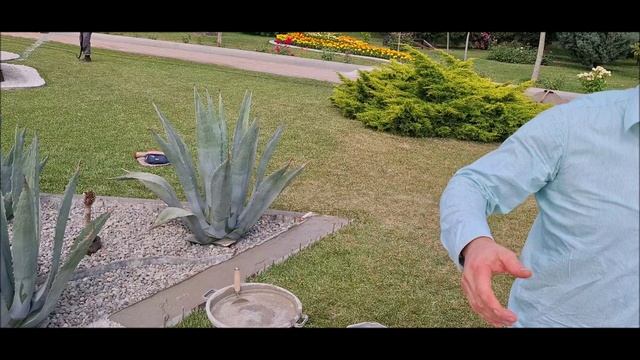 ТРЕУГОЛЬНИК. (Ландшафтный дизайн).