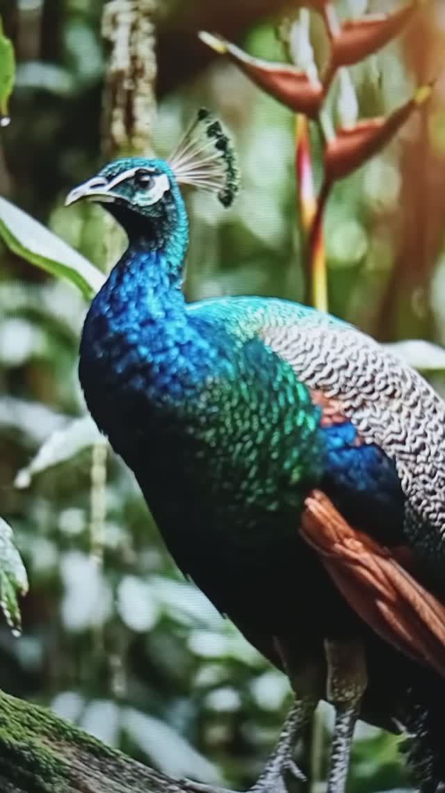 Обитатели и голоса дикой природы😮😳#Shorts