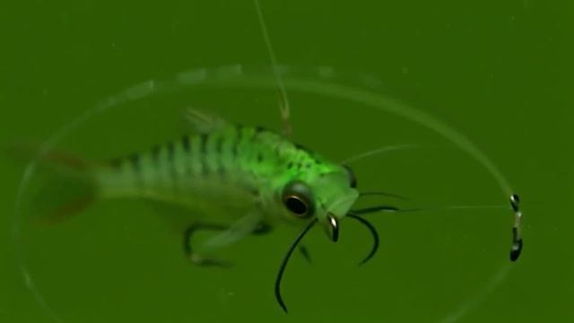 Наживка_encoded