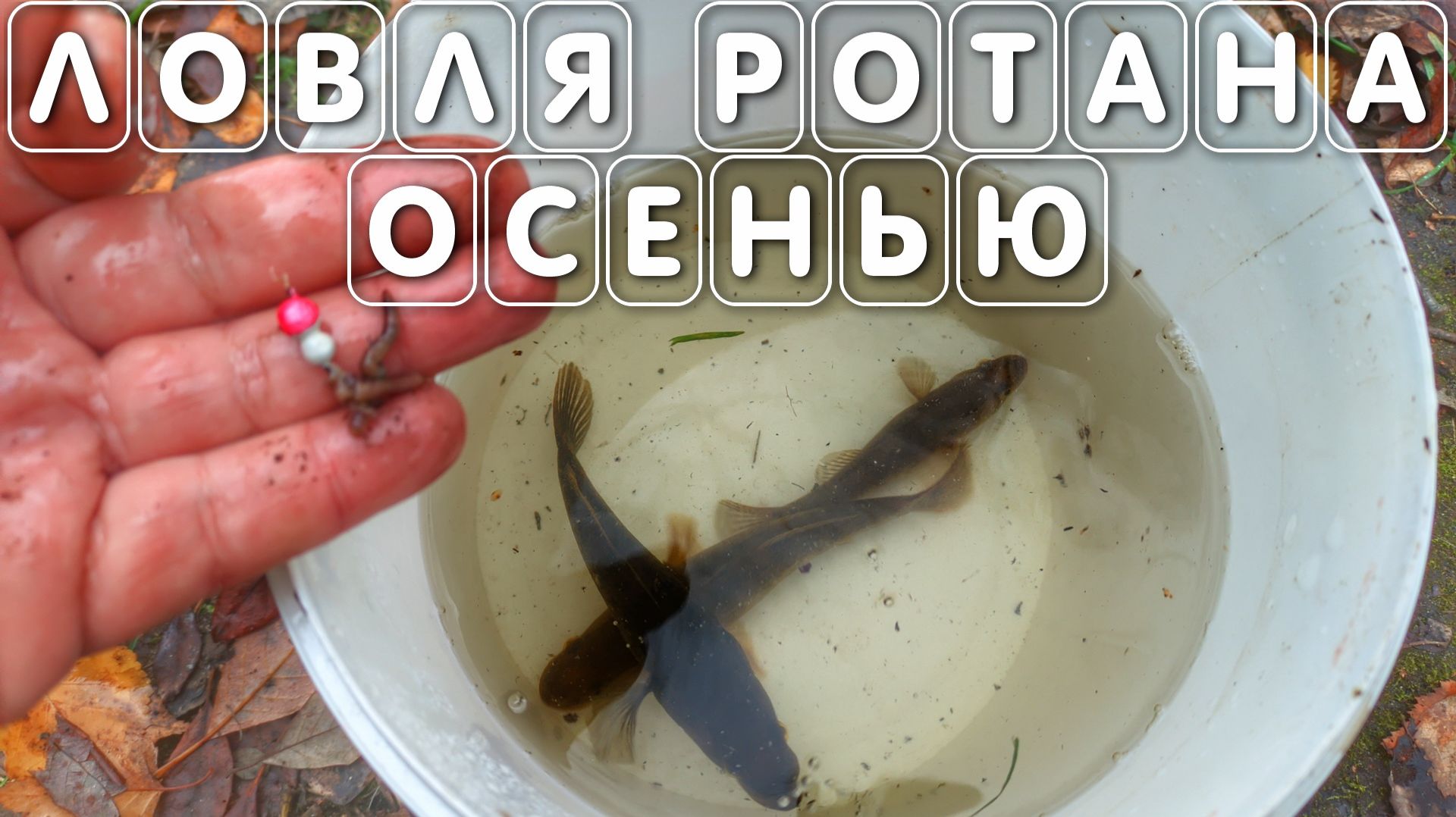 Ловля Ротана осенью в пруду удочкой видео