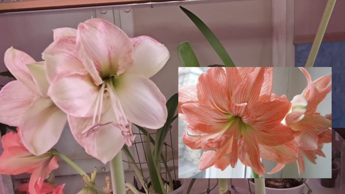 19-12-2025.."Первые семена"подсунули гиппеаструм  другого  сорта..