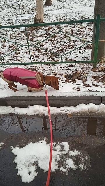 Вот так, снег и дождь. Декабрь 2025