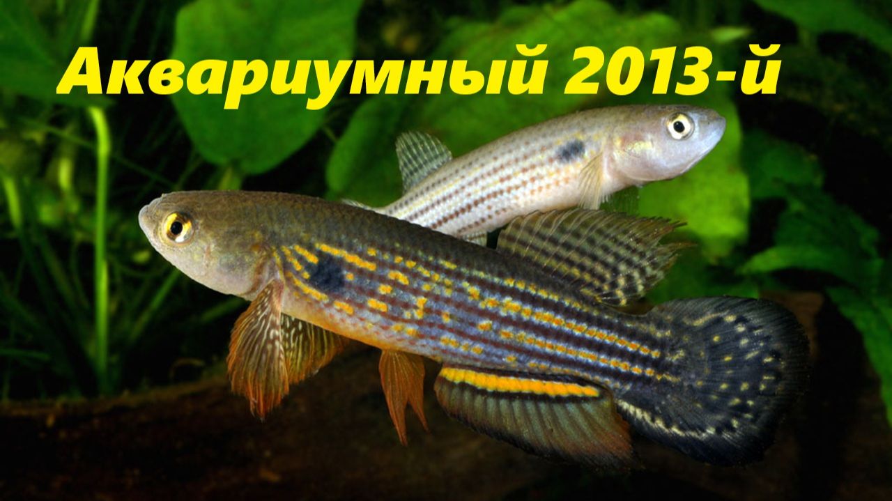 Аквариумная ретроспектива. Год 2013-й