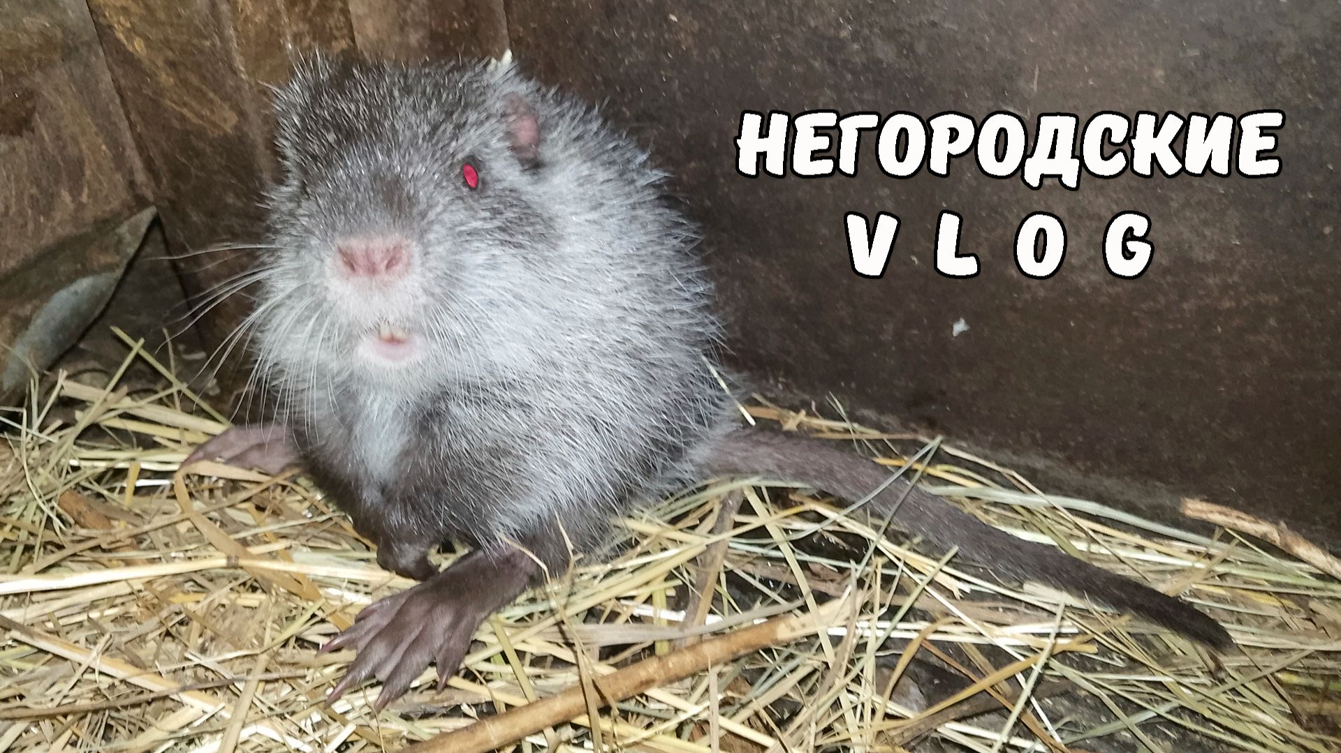 Готовлю клетки нутрий к зиме. 14.12.25