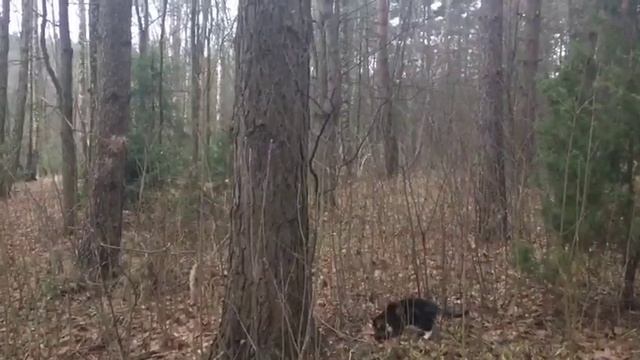 В поисках снега. В лесу 19.12.25