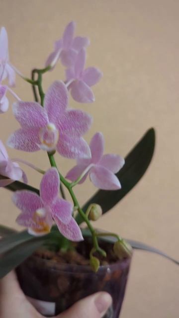 19-12-2025.Орхидея Замбия..