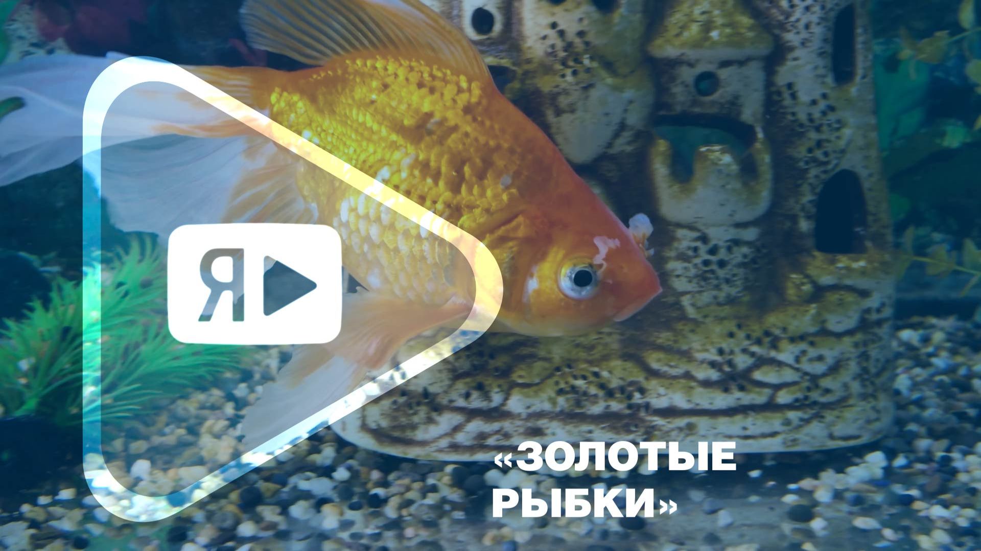 «ЗОЛОТЫЕ РЫБКИ» / Снабженцы отмечают профессиональный праздник