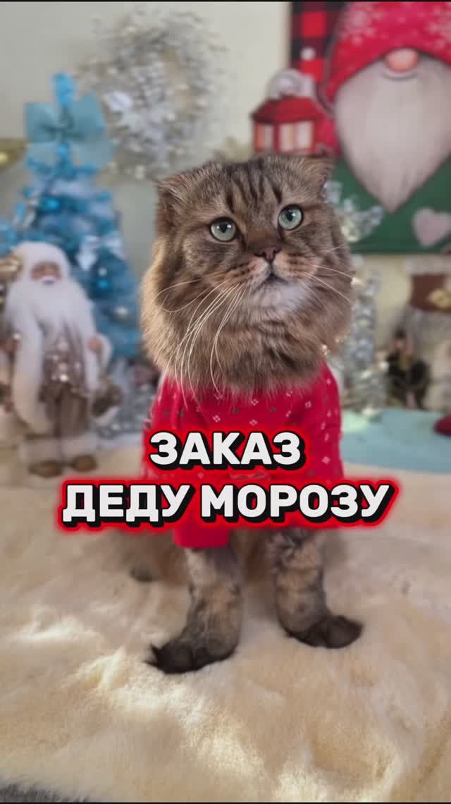 А вы что попросили у Деда Мороза?🎅🏼😸 #котики #юмор #скороновыйгод