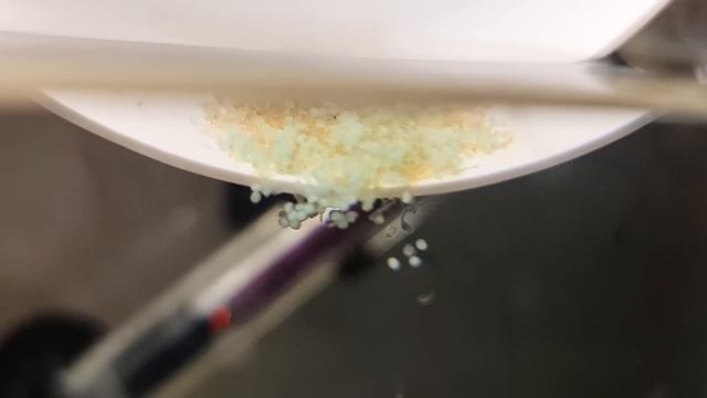 Что со стайным нерестом Красного Неона. Что с икрой Тернеции