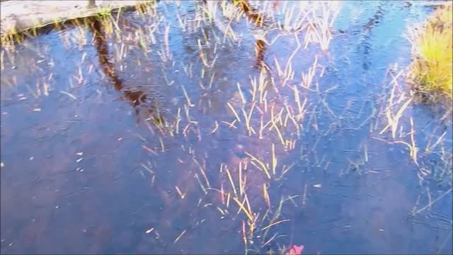 По цветному ковру. Северному.