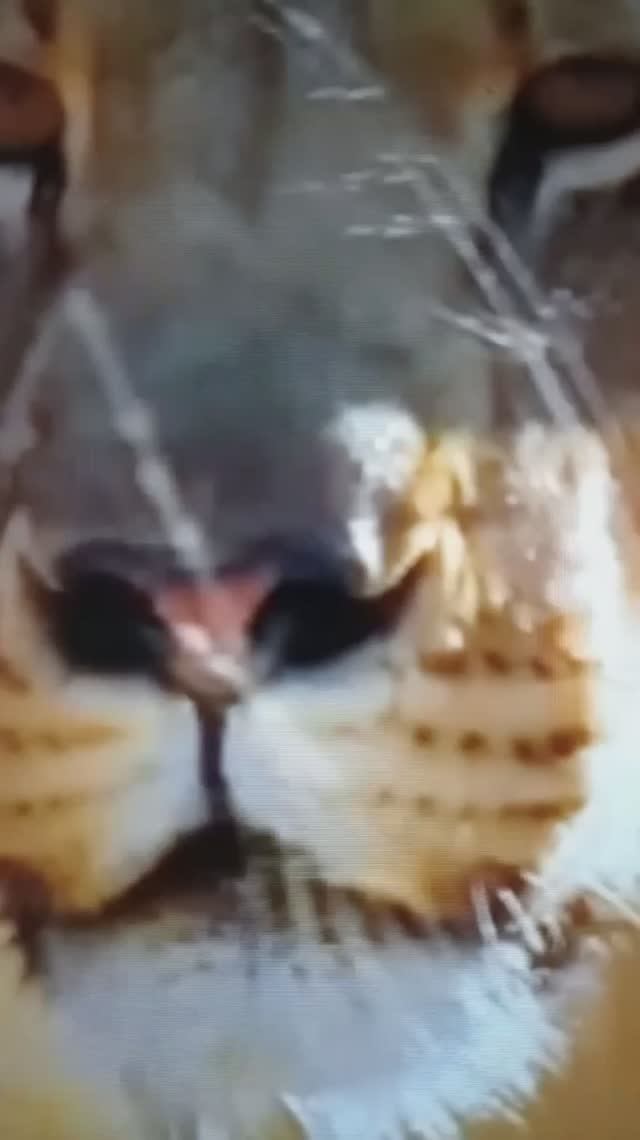 ЛЬВИЦА охотится на БУЙВОЛА😳#Shorts