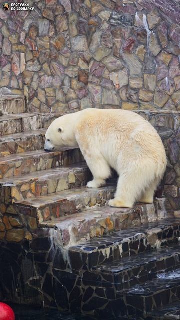 Игрушки медведицы Хаарчааны замерзли в бассейне. Ленинградский зоопарк