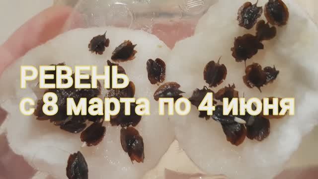 РЕВЕНЬ за три месяца старта 04.06.2022.