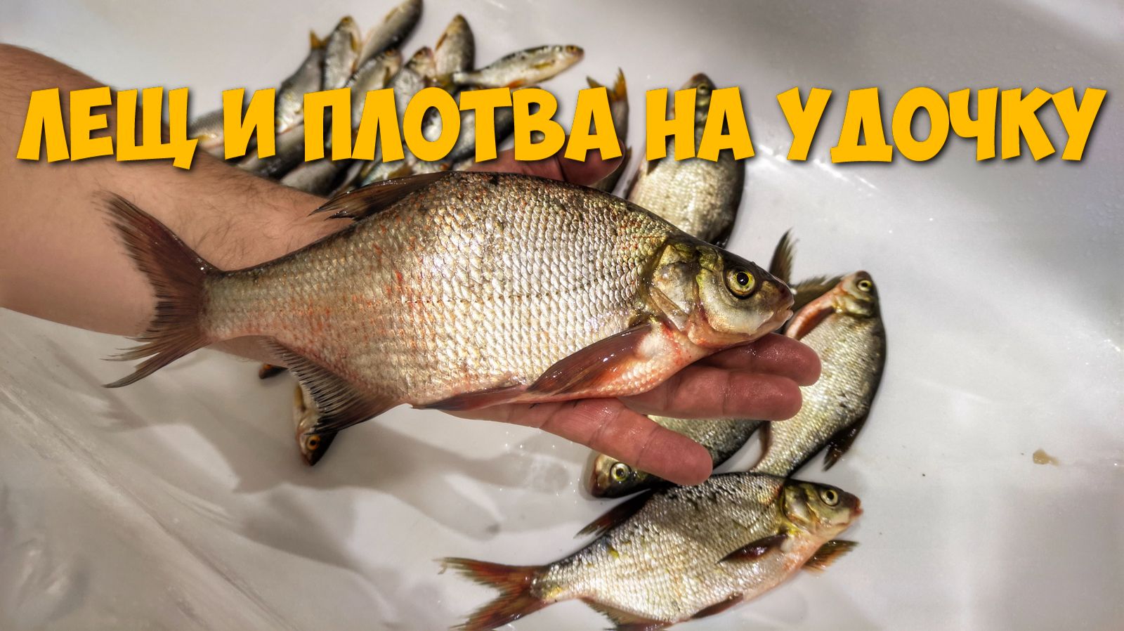 Ловля леща и плотвы на удочку с берега в Подмосковье на что ловить леща весной