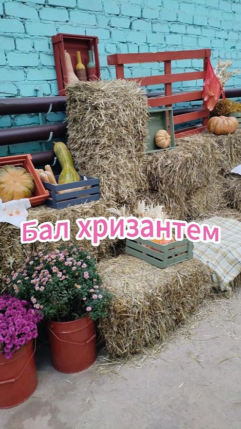 Бал хризантем. Ноябрь 2025 (4К)