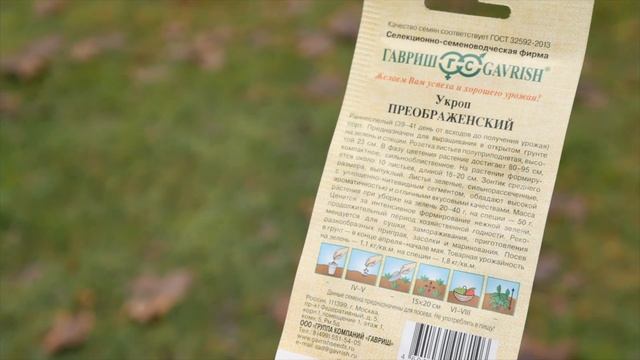 ПОДЗИМНИЙ ПОСЕВ УКРОПА