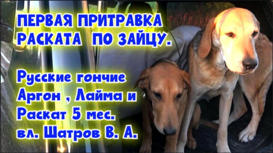 ПЕРВАЯ ПРИТРАВКА РАСКАТА  ПО ЗАЙЦУ.  Русские гончие Аргон , Лайма и Раскат 5 мес.  вл. Шатров В. А.