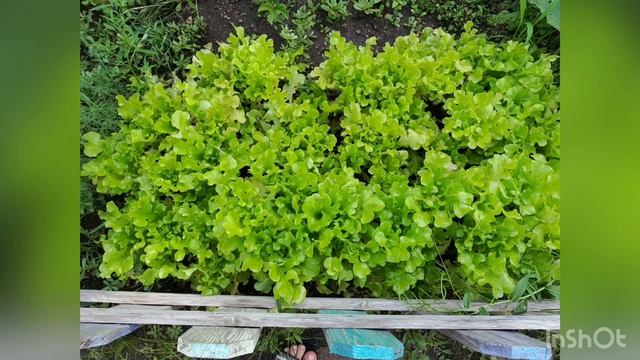 🌟 "Лето, ах лето! Пролетело..." 🌟