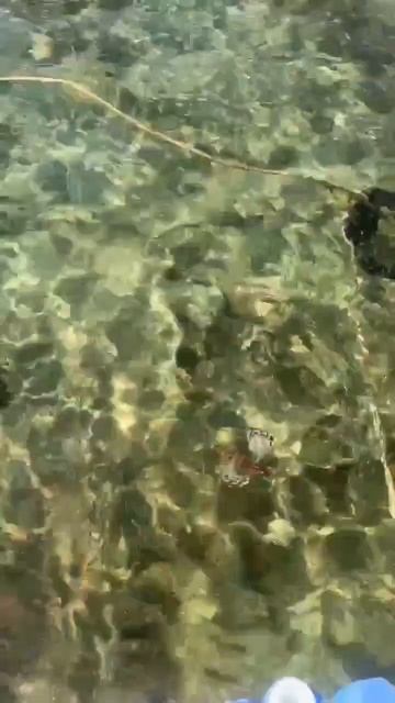 Экзотические рыбки в Египте