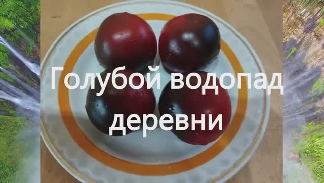 НАБОР семян ТОМАТОВ № 1. Большие скидки!  т. 89229284031