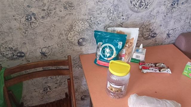 Котам корм купила / Заболевшая на связи