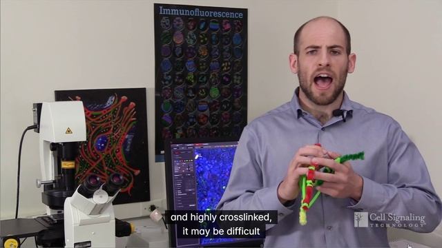 Formaldehyde vs. Alcohol Fixation for Immunofluorescence (IF)