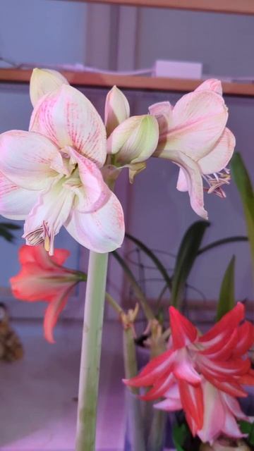 19-12-2025.Гиппеамтрум..НЕДОЛеди)))