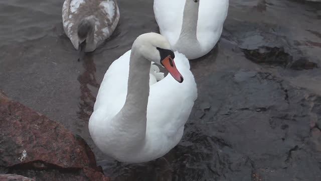 Гуси и  белые лебеди в пруду парка, в Хельсинки