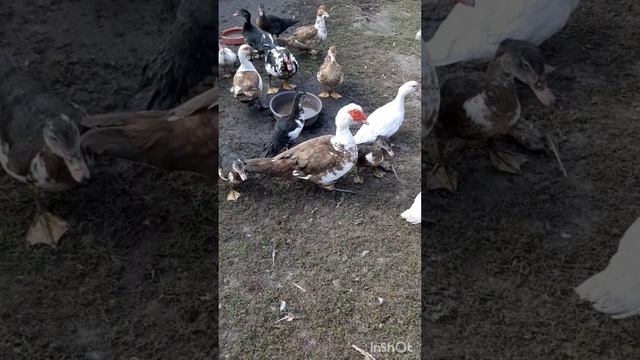 Животные.Сборник интересных моментов из жизни животных.Фильм7