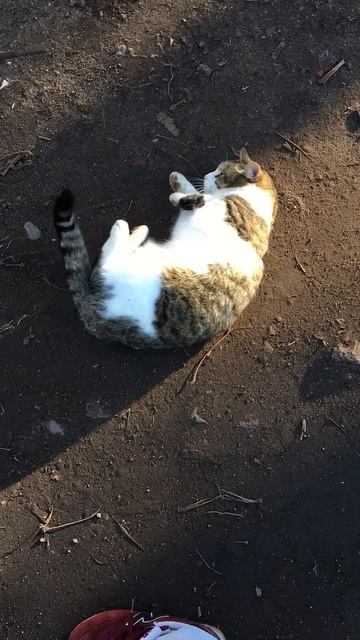 Кошка нежится #cat #cats #catshorts #кот #кошка