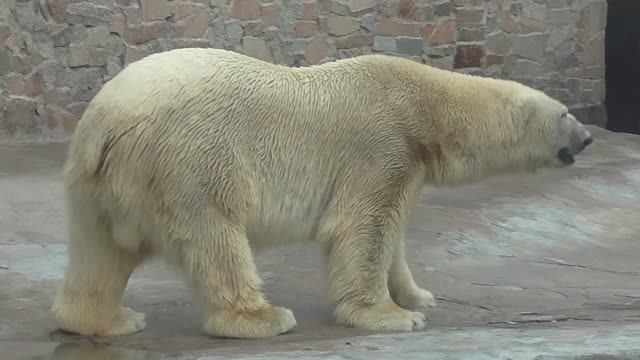 Белый медведь и ворона #polarbear #bear #zoo #polarbears #bear #wildlife #arctic #animals #bears
