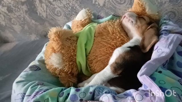 Щенок бигль. 🐕