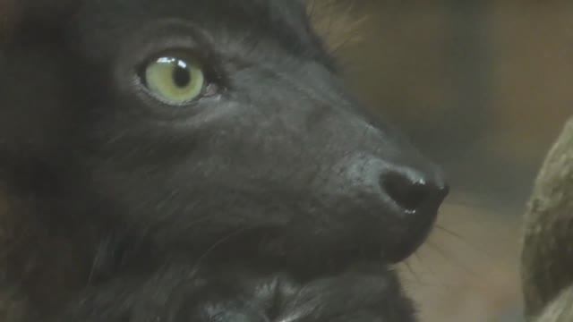 Лемур рыжий вари (Red ruffed lemur)