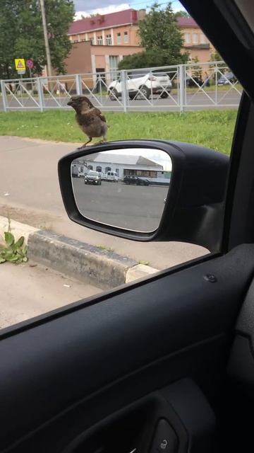 Наглые воробьи! #смешно #птицы #funny