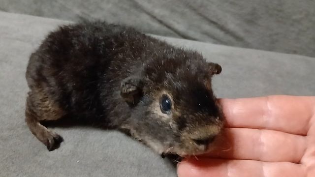 американский тедди чёрный оттер (возраст 1 месяц),питомник ZLATO VLASKA