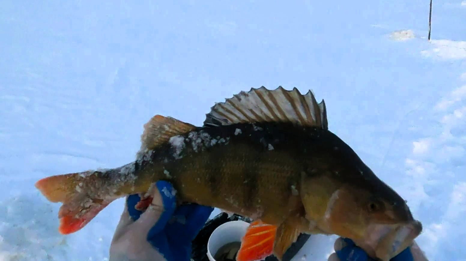 Зимняя рыбалка на Печоре № 8 \ Трофейный окунь \ Рекорд побит \ 15 - 16.12.25