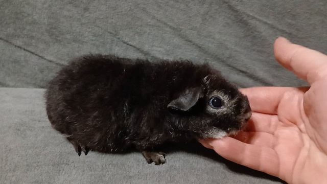 американский тедди чёрный фокс (возраст 1 месяц), питомник ZLATO VLASKA