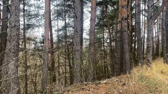 01 лес звук с Binamic