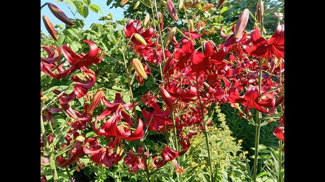 ЛИЛИИ В МОЁМ САДУ.