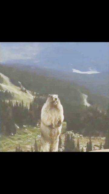 FV 4005 Блайнд