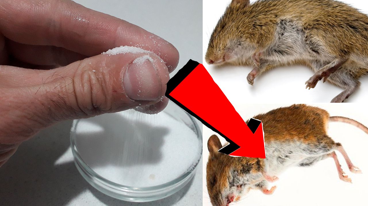Как избавиться от мышей и крыс навсегда За 3 Секунды...!.!.!.