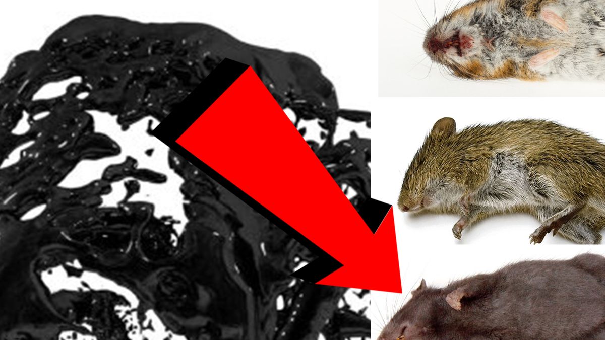 Как избавиться от мышей и крыс навсегда За 3 Секунды.!.!.!...