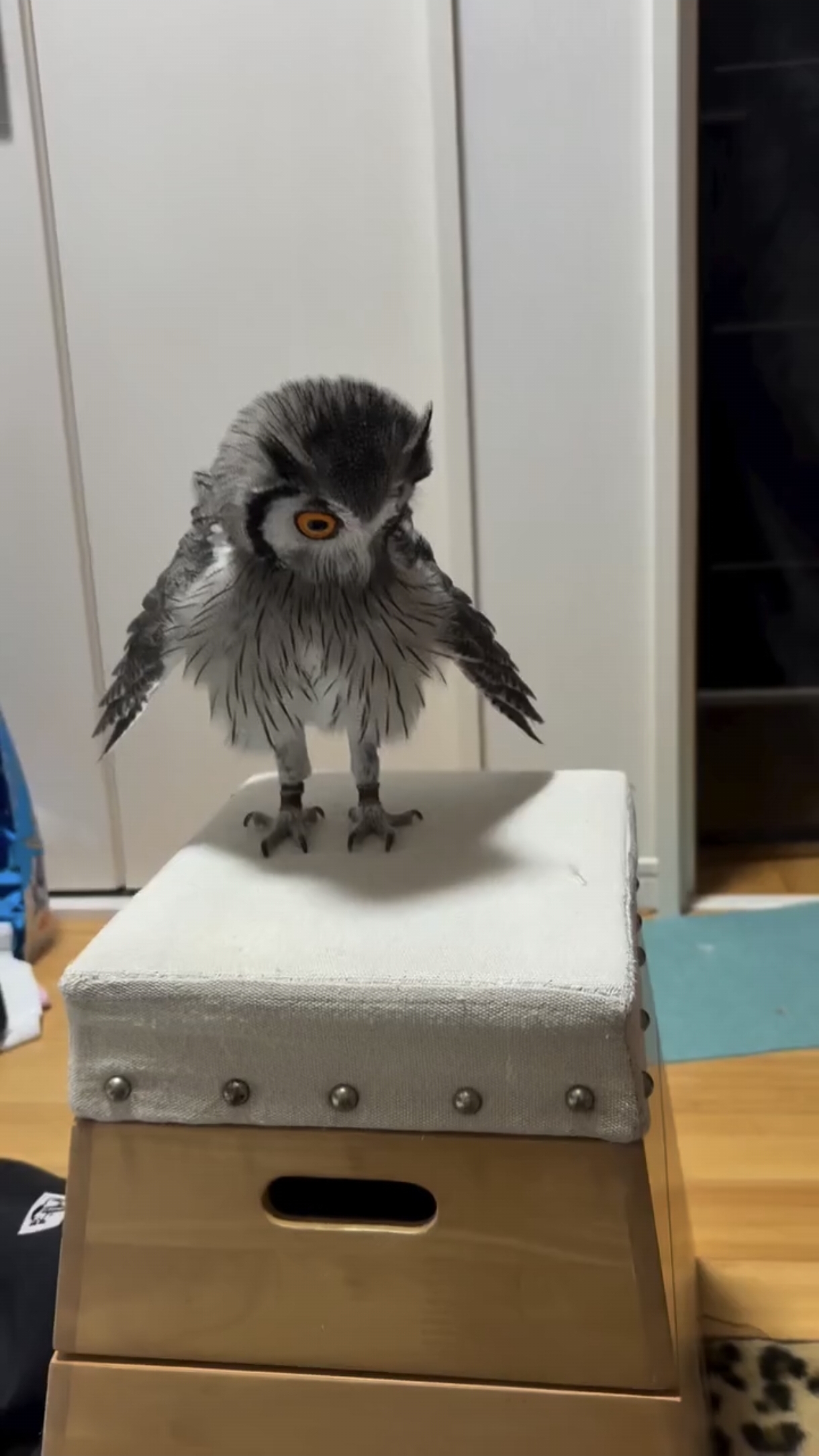 Даже птица в шоке с твоих носков 😹