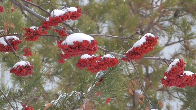 Ягода рябина в снегу. Новогодний релакс.