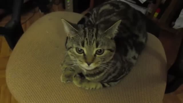 Gong Mei (дневники, часть 3)