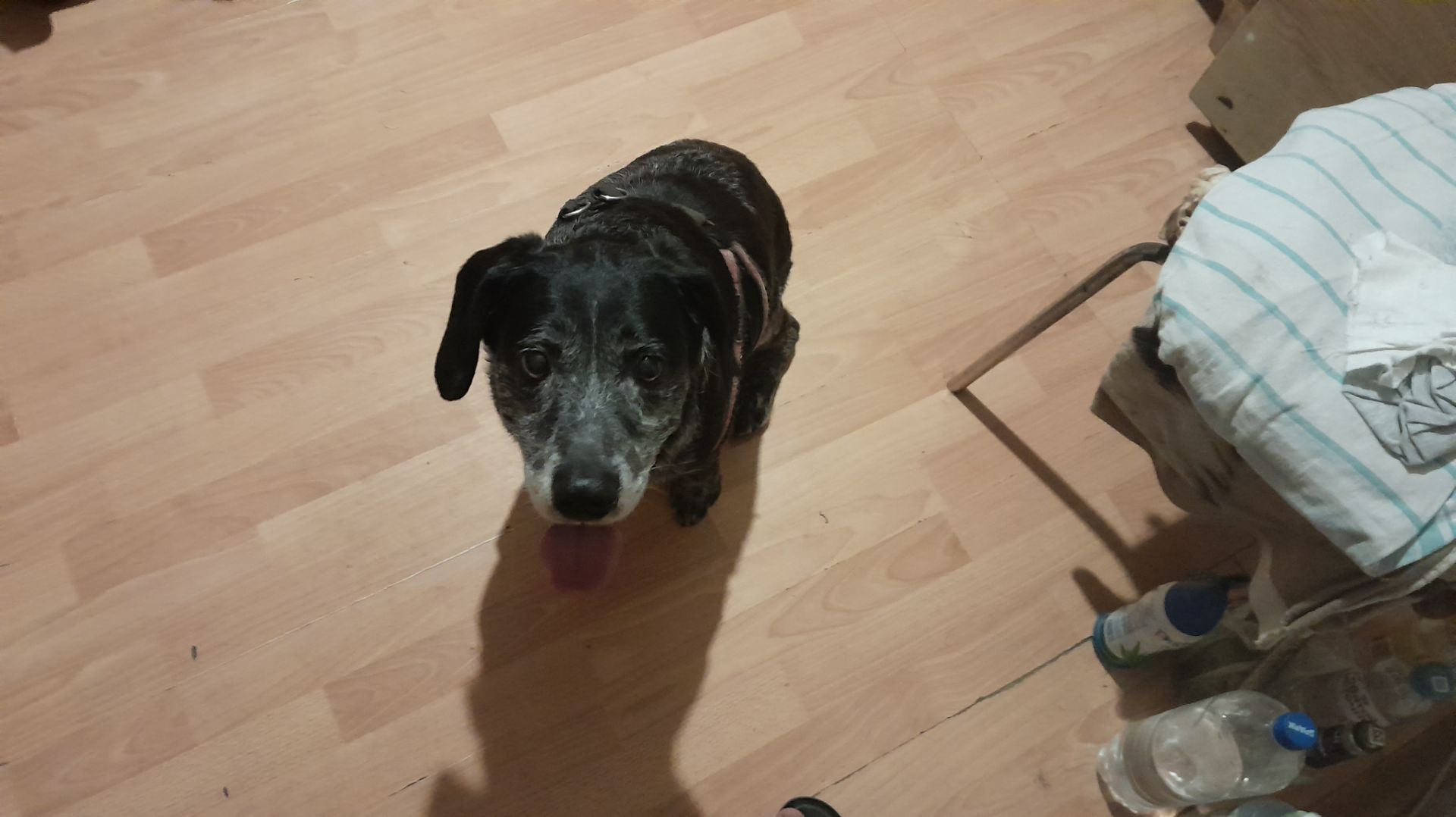 Предновогоднее поздравление Харли в главной роли.