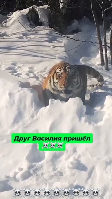 Случай на дороге. #заказник #звери #дорога