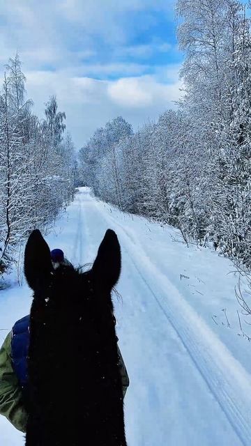 Сергей и Алиса | История двух сердец | Конная прогулка | Зима