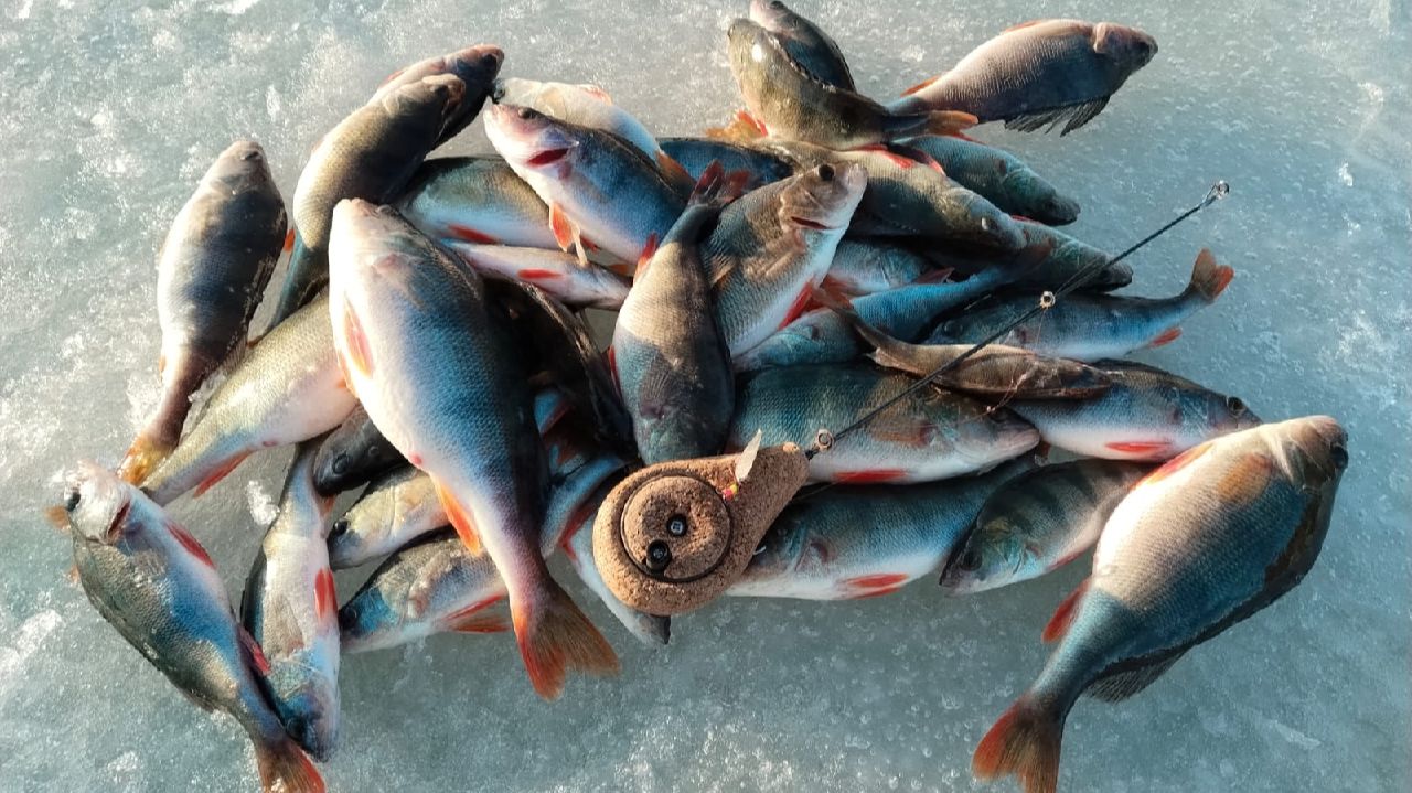 В погоне за стайным окунем. Рыбалка в Подмосковье