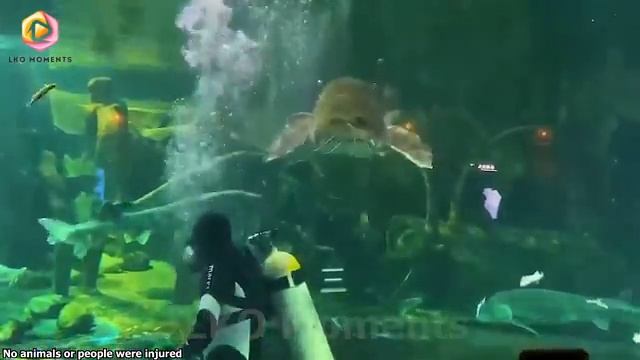 BRUTAL ANIMAL ATTACKS